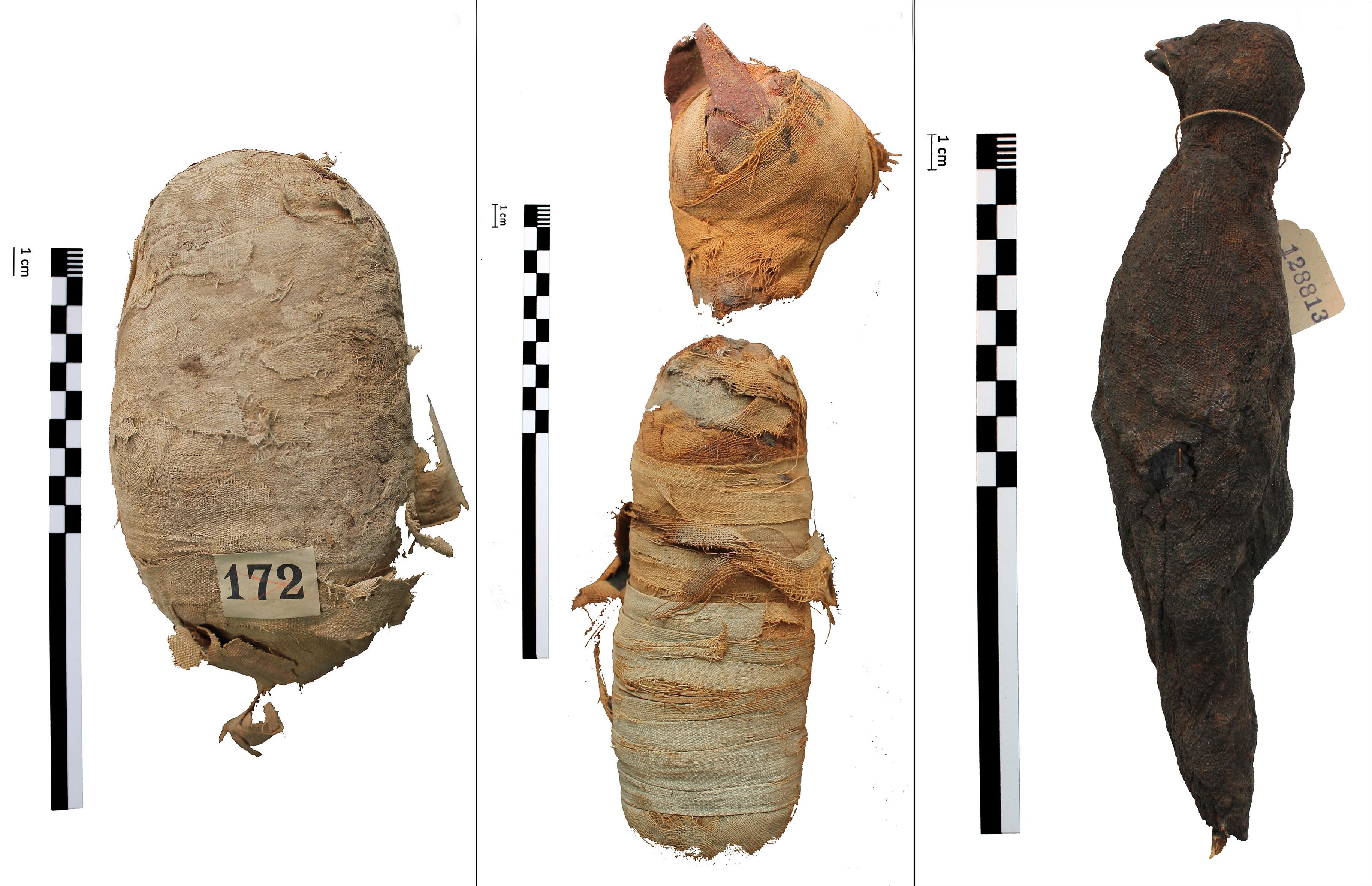 3D Scans Show Mummified Animals In Incredible Detail: PHOTOS - Comic Sands