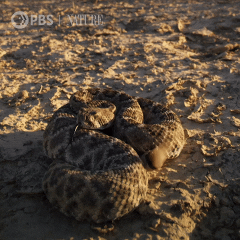 Newsom Shares Shoeless RFK Jr. On Plane To Troll Duffy - Comic Sands