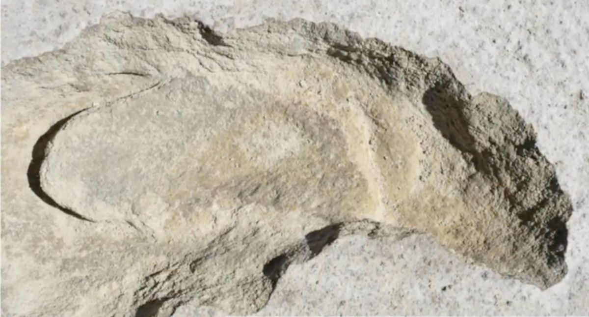 Footprints Prove Humans Used To Stalk And Kill 8-Foot-Tall Sloths ...