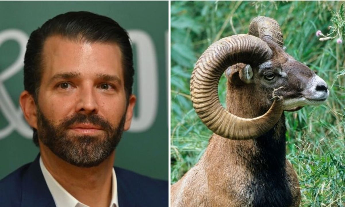 REPORT: Don Jr. Killed a Near Endangered Argali Sheep Then Got a ...