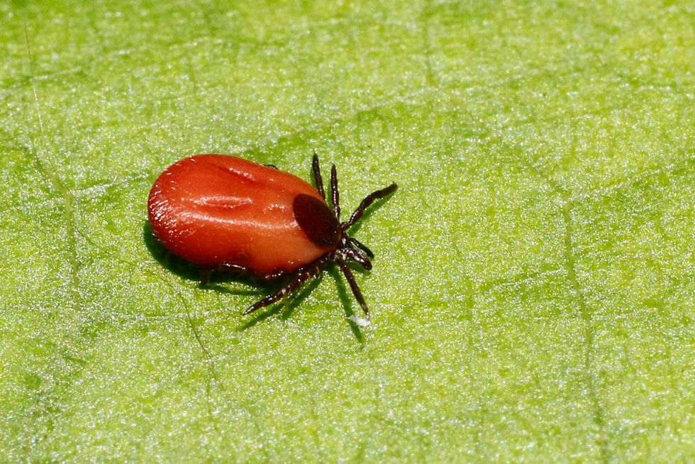 Warming Temperatures Increase Tick Activity & Geographic Reach of Tick ...