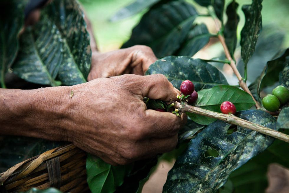 Most Coffee Species Could Be Extinct in 20 Years For Exactly the Reason ...